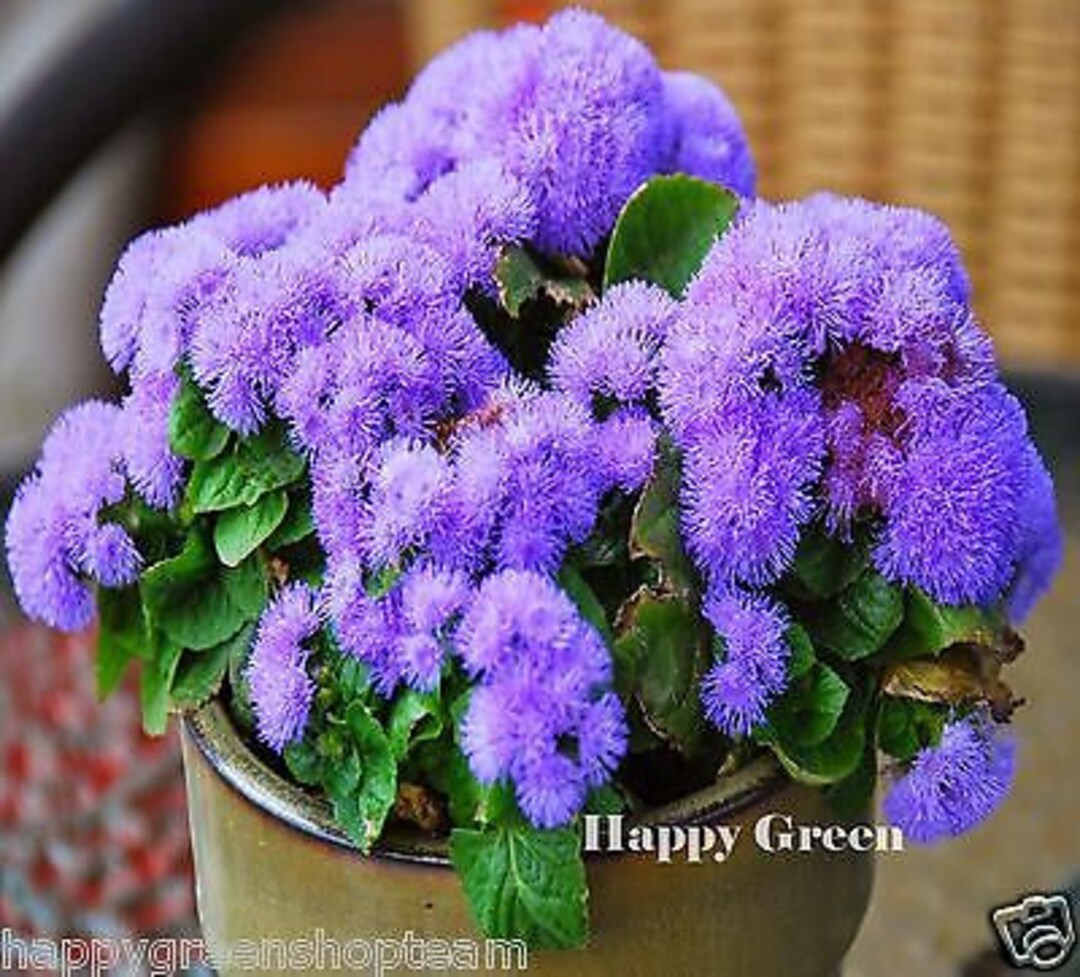 FLOSS FLOWER DWARF - 2000 Seeds - Blue Mink - Ageratum Houstonianum ...