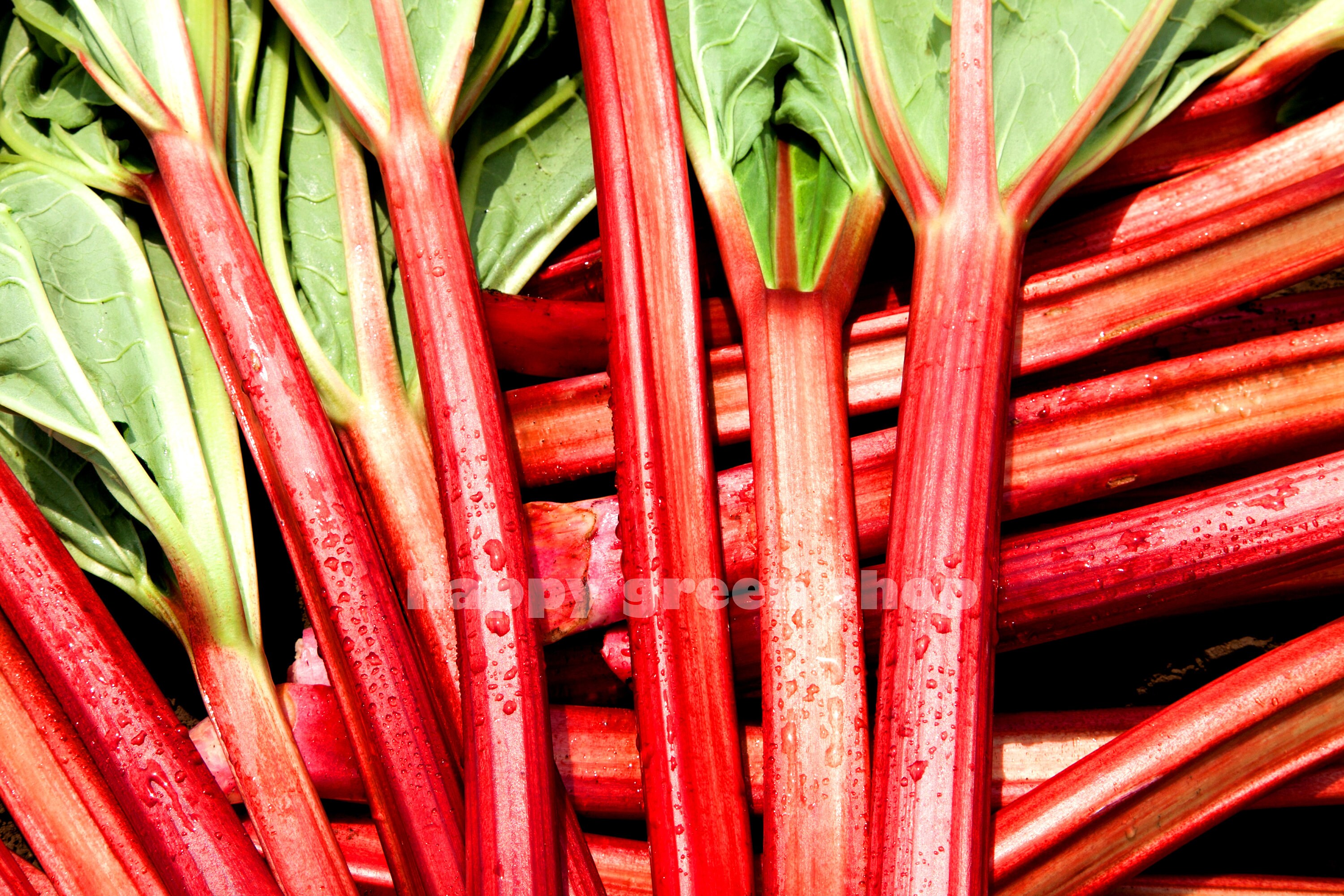 40 RHUBARB SEEDS Glaskins Perpetual Vegetable Seeds Deep - Etsy