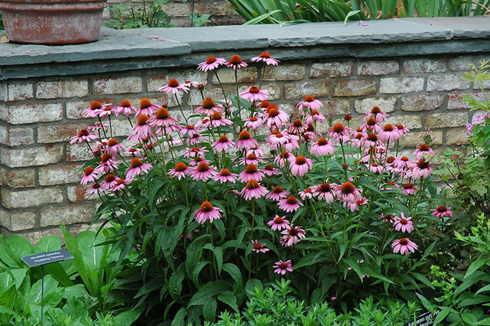 Purple Coneflower RUBY STAR 200 SEEDS Echinacea Purpurea - Etsy UK