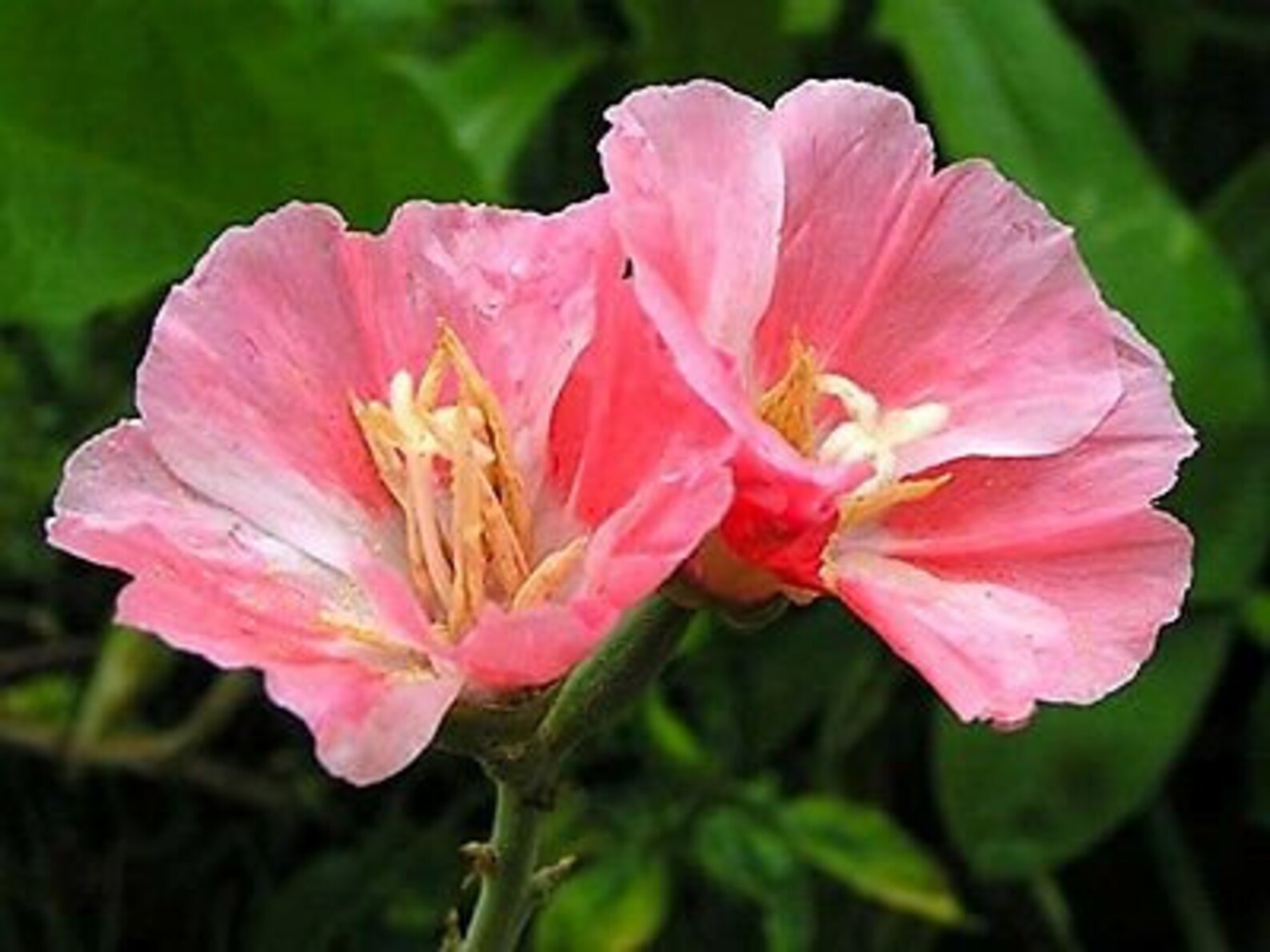 GODETIA GRAND AZALEAFLORA Sybil Sherwood 1600 Seeds - Etsy
