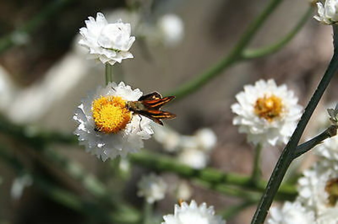 WINGED EVERLASTING Ammobium Alatum 1000 seeds FLOWER | Etsy