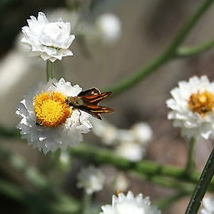 WINGED EVERLASTING - Ammobium Alatum - 1000 Seeds - FLOWER - Etsy Canada