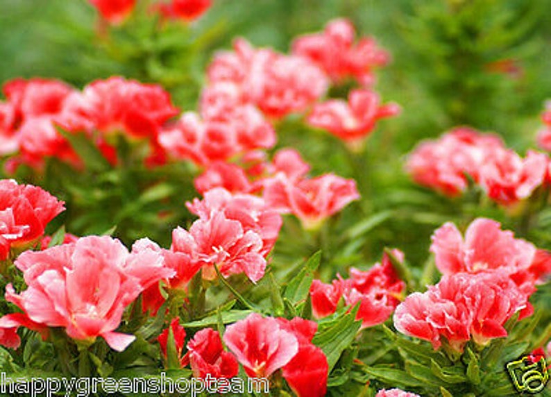 GODETIA GRAND AZALEAFLORA Sybil Sherwood 1600 Seeds - Etsy