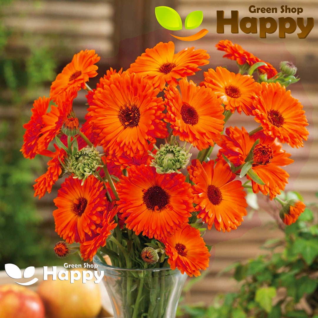 Pot Marigold Geisha Girl - 150 Seeds - Calendula Officinalis - Flower ...