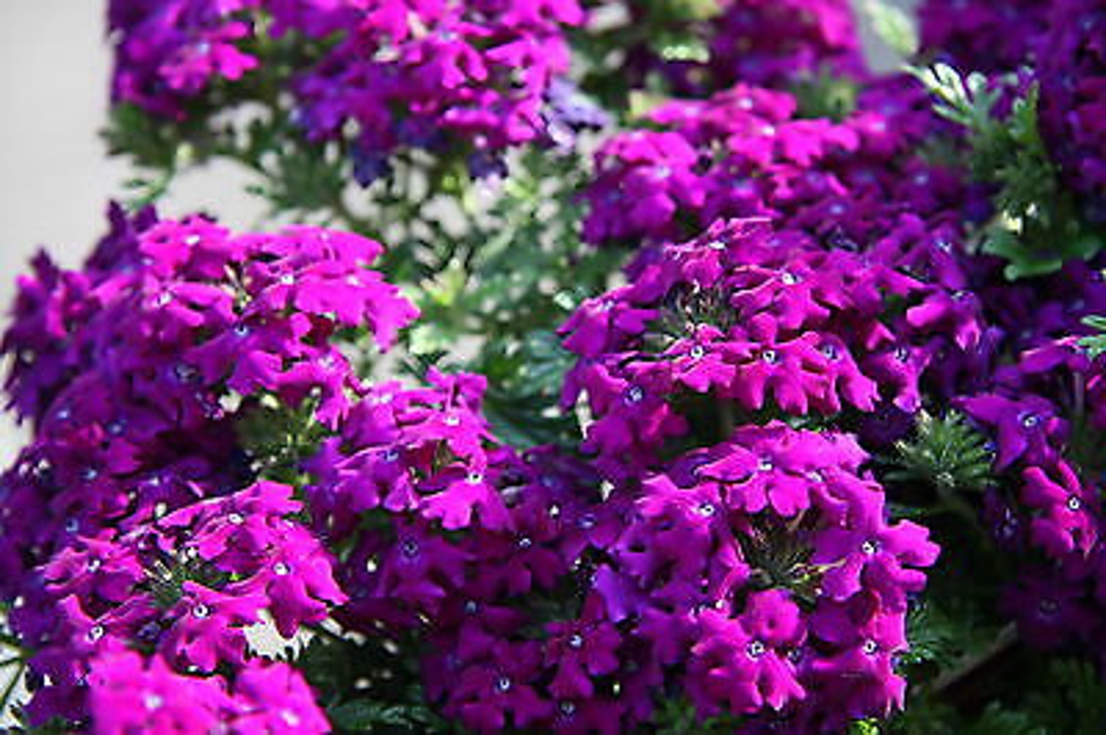 Verbena Florist Mix 200 SEEDS Verbena Hybrida FLOWER - Etsy
