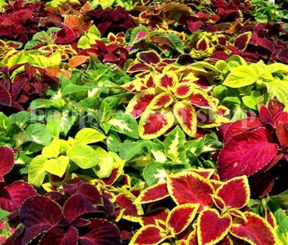 300 SEEDS COLEUS 'rainbow Mix' Annual Plant - Etsy