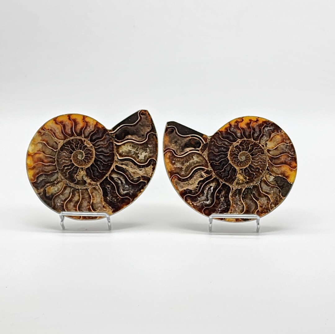 Ammonite Fossil Set, Prehistoric Fossil, Unique Artifacts, Collectors ...