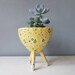 Special Edition! the Spotty Dotty Collection - Ceramic Planter ...