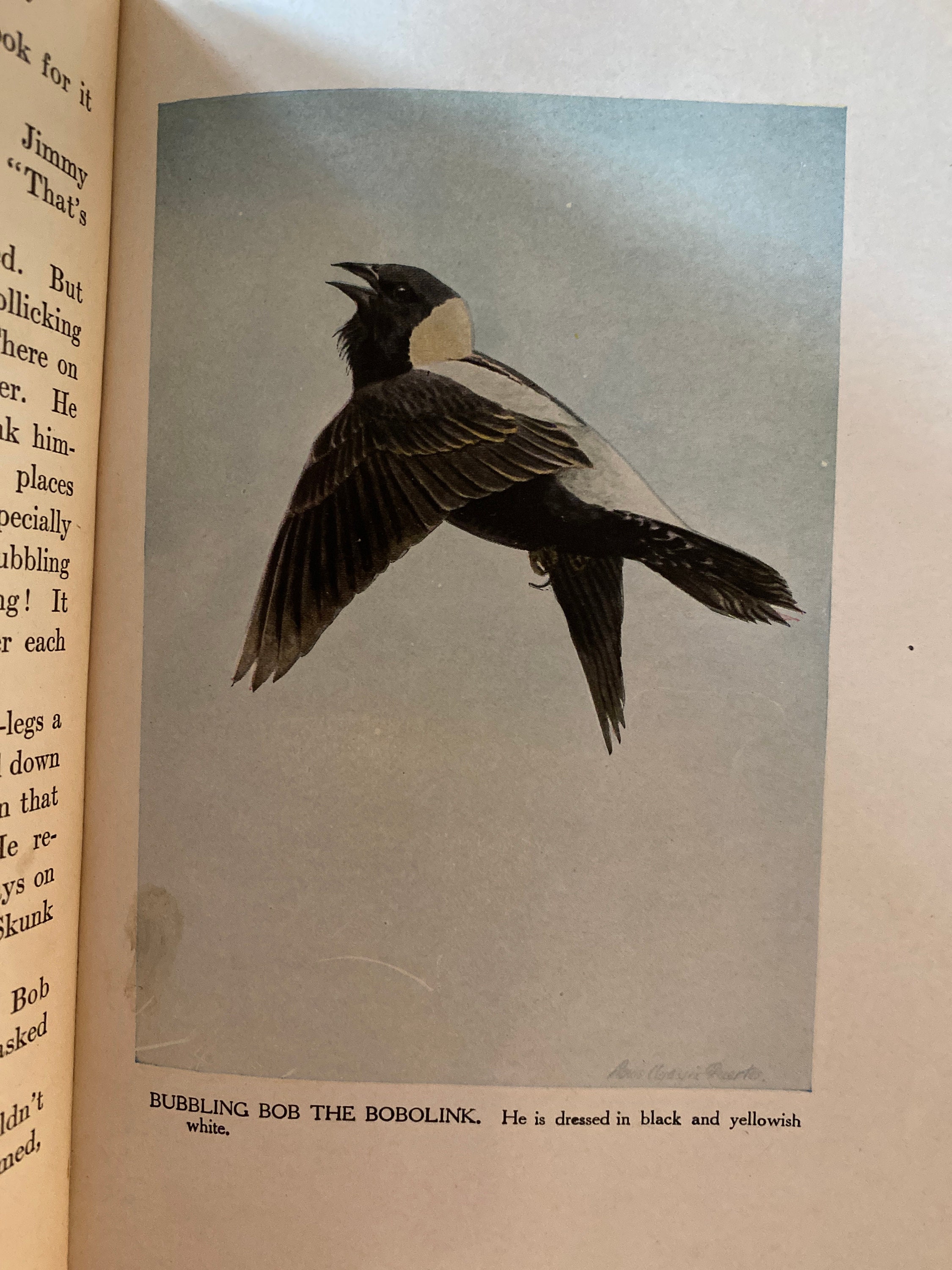 Antique 1919 First Edition Burgess Bird Book for Children - Etsy