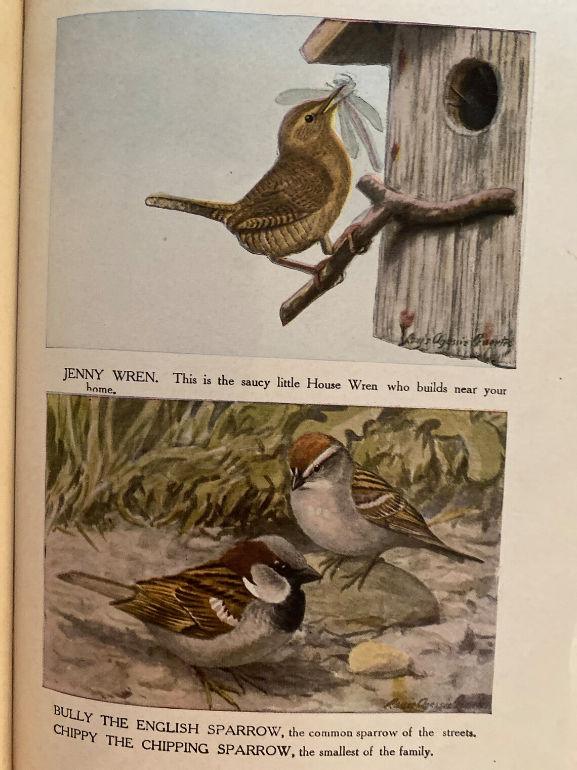 Antique 1919 First Edition Burgess Bird Book for Children - Etsy