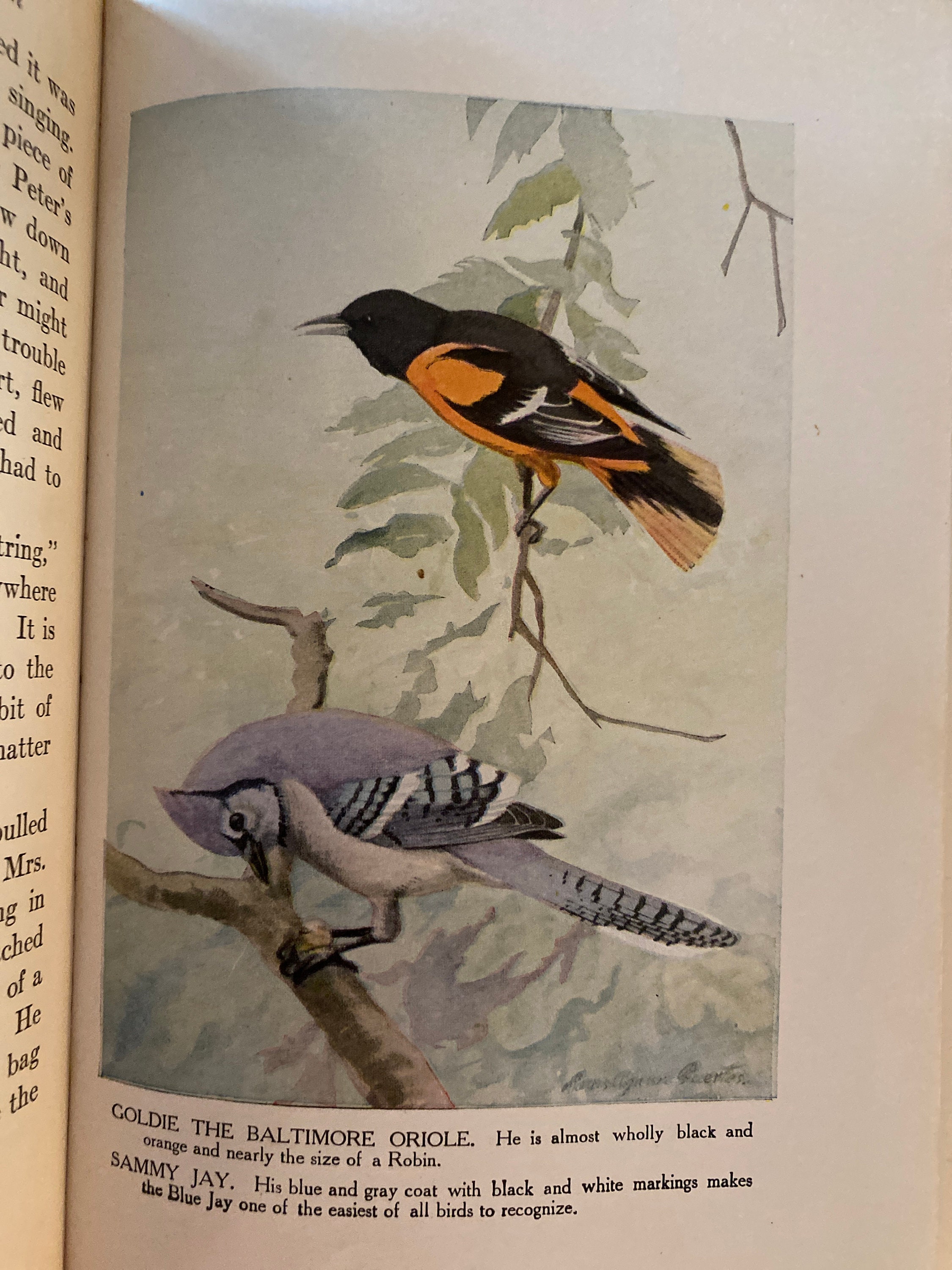 Antique 1919 First Edition Burgess Bird Book for Children - Etsy