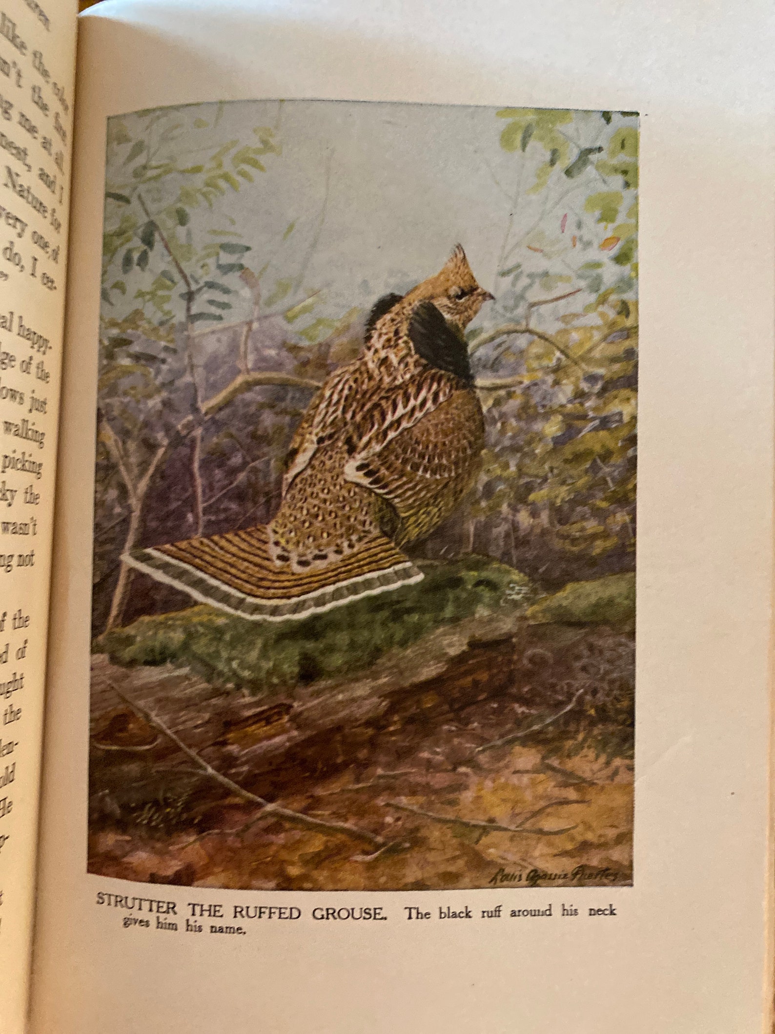 Antique 1919 First Edition Burgess Bird Book for Children - Etsy