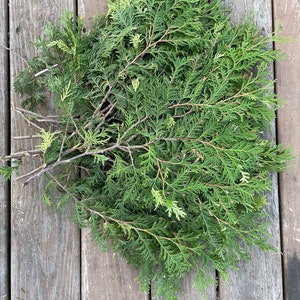 Fresh Cedar Boughs - Etsy