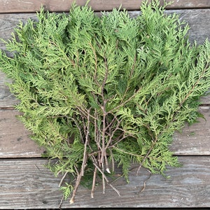 Fresh Cedar Boughs - Etsy