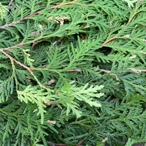 Fresh Cedar Boughs - Etsy
