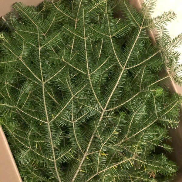 Fresh Evergreen Cuttings - Etsy