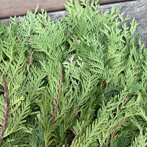 Fresh Cedar Boughs - Etsy