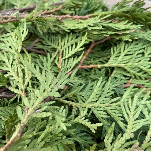 Fresh Cedar Boughs - Etsy