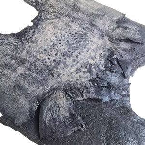 Black Gold Silver Genuine TOAD Bullfrog Skin Piece Leather - Etsy