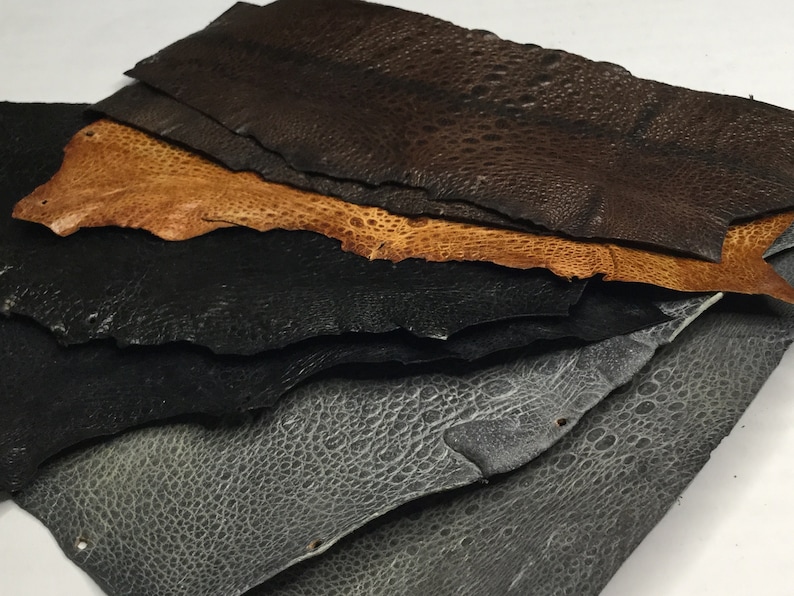 MINI Genuine TOAD Bullfrog Skin Piece Leather Craft Supply Cutting ...