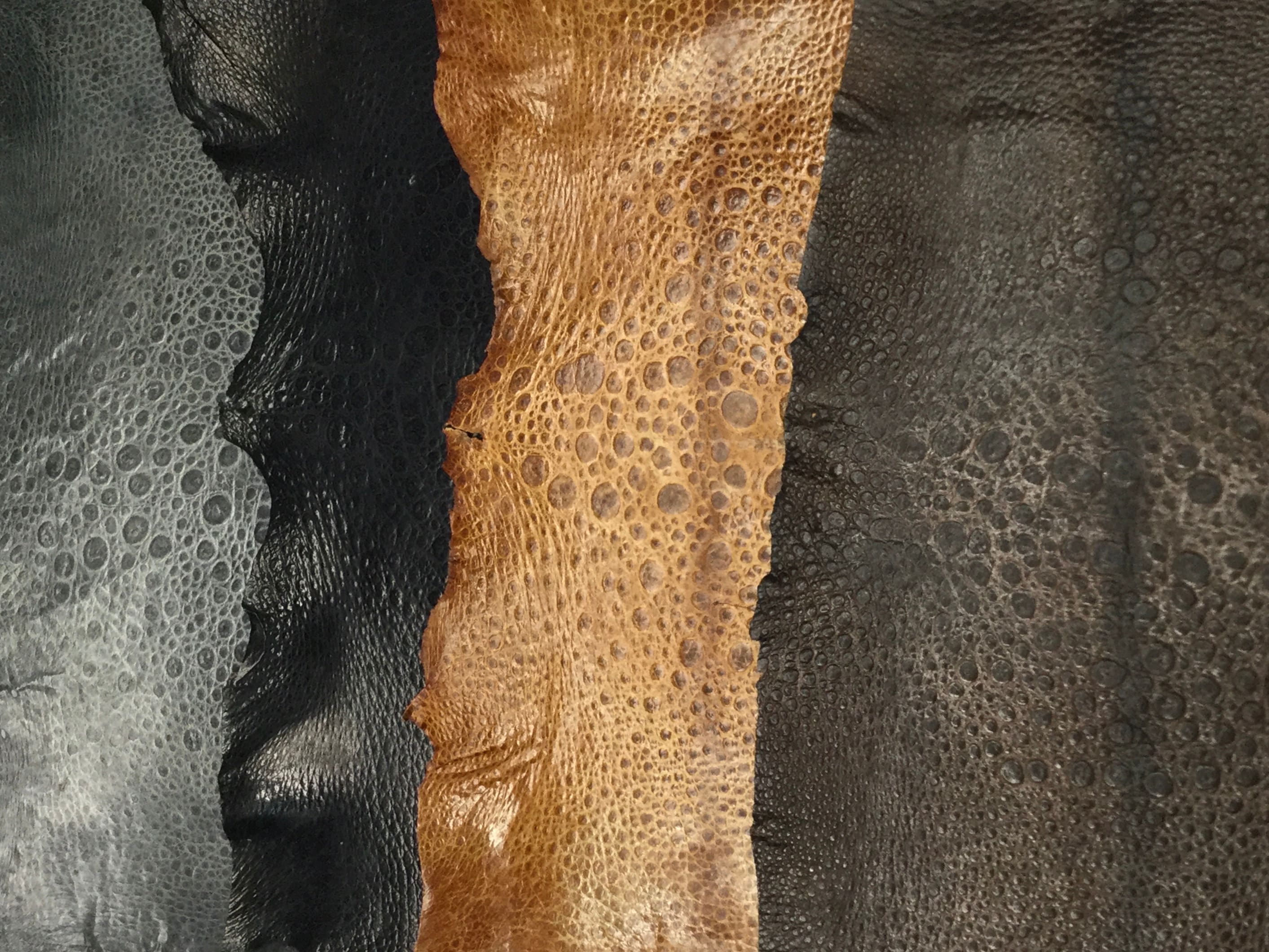 Genuine TOAD Bullfrog Skin Piece Leather Craft Supply Cutting - Etsy ...