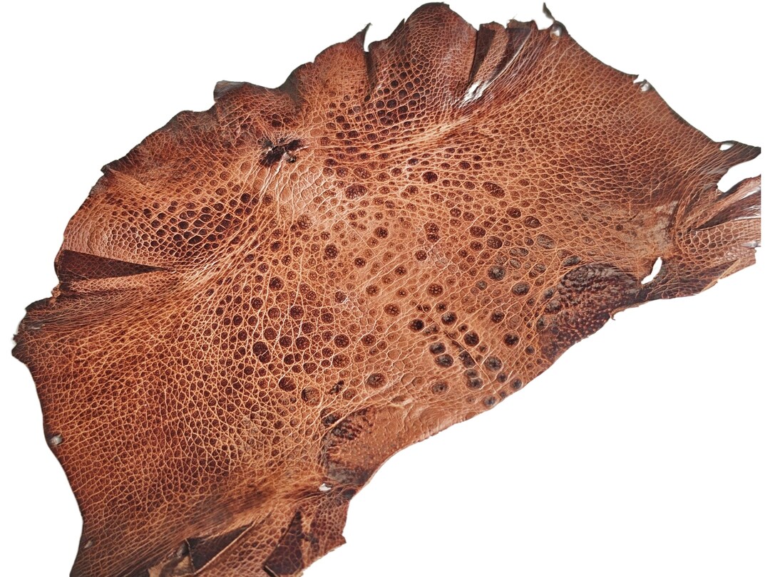 Brown Genuine TOAD Bullfrog Skin Leather Small Hide - Etsy