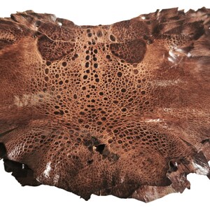 Brown Genuine TOAD Bullfrog Skin Leather Small Hide - Etsy
