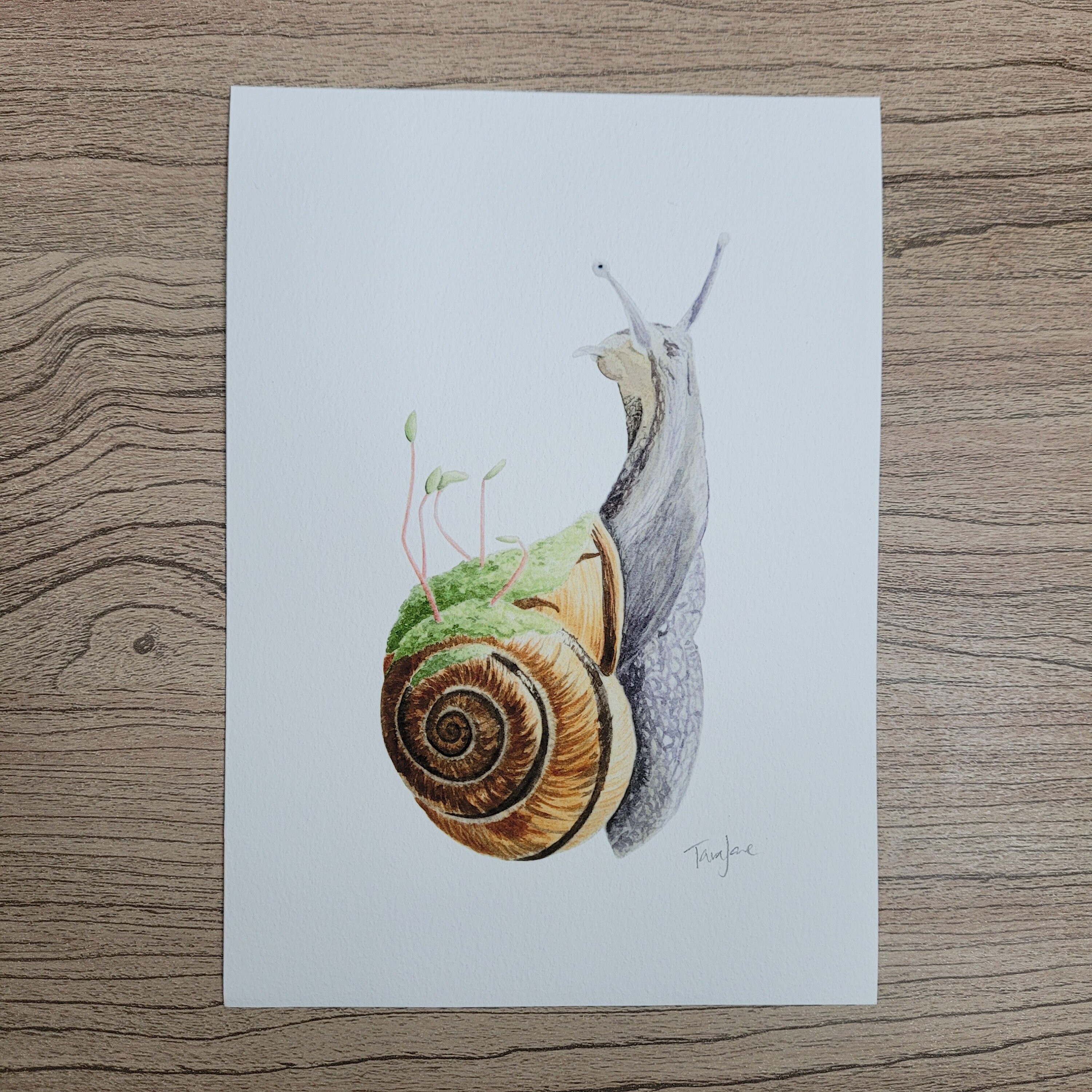 Abstract Images Of Snails And Tails