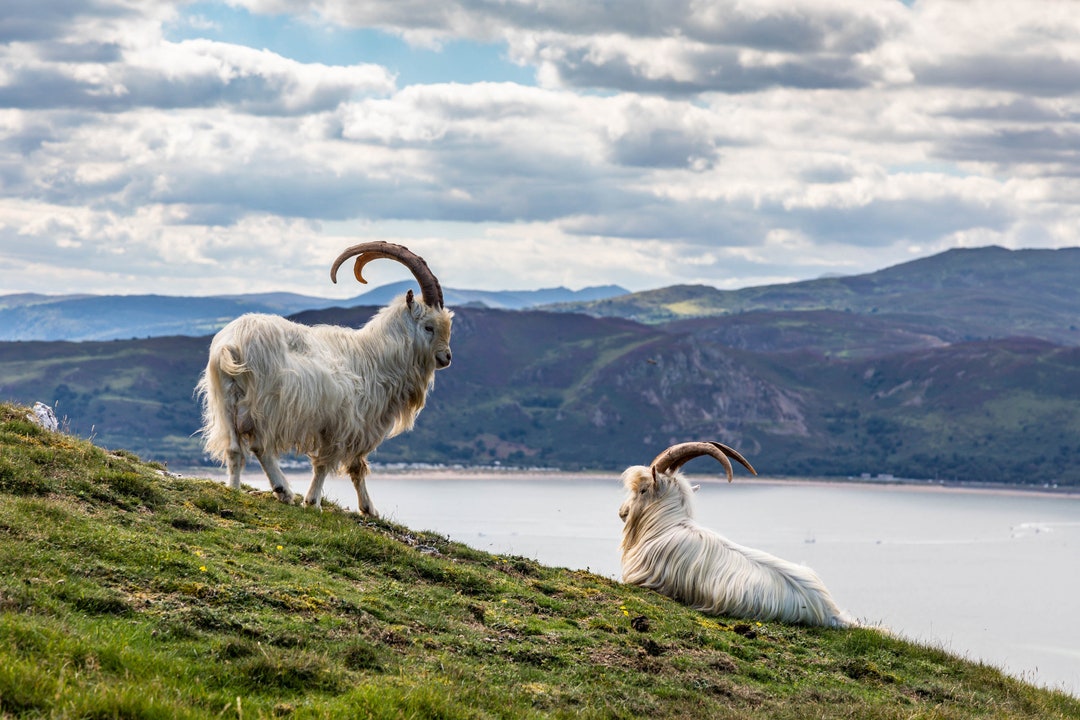Great Orme Kashmiri Goats Llandudno Wales High Quality Landscape Poster ...