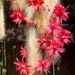 Hildewintera Colademononis - Monkey Tail Cactus Seeds - Super Furry ...