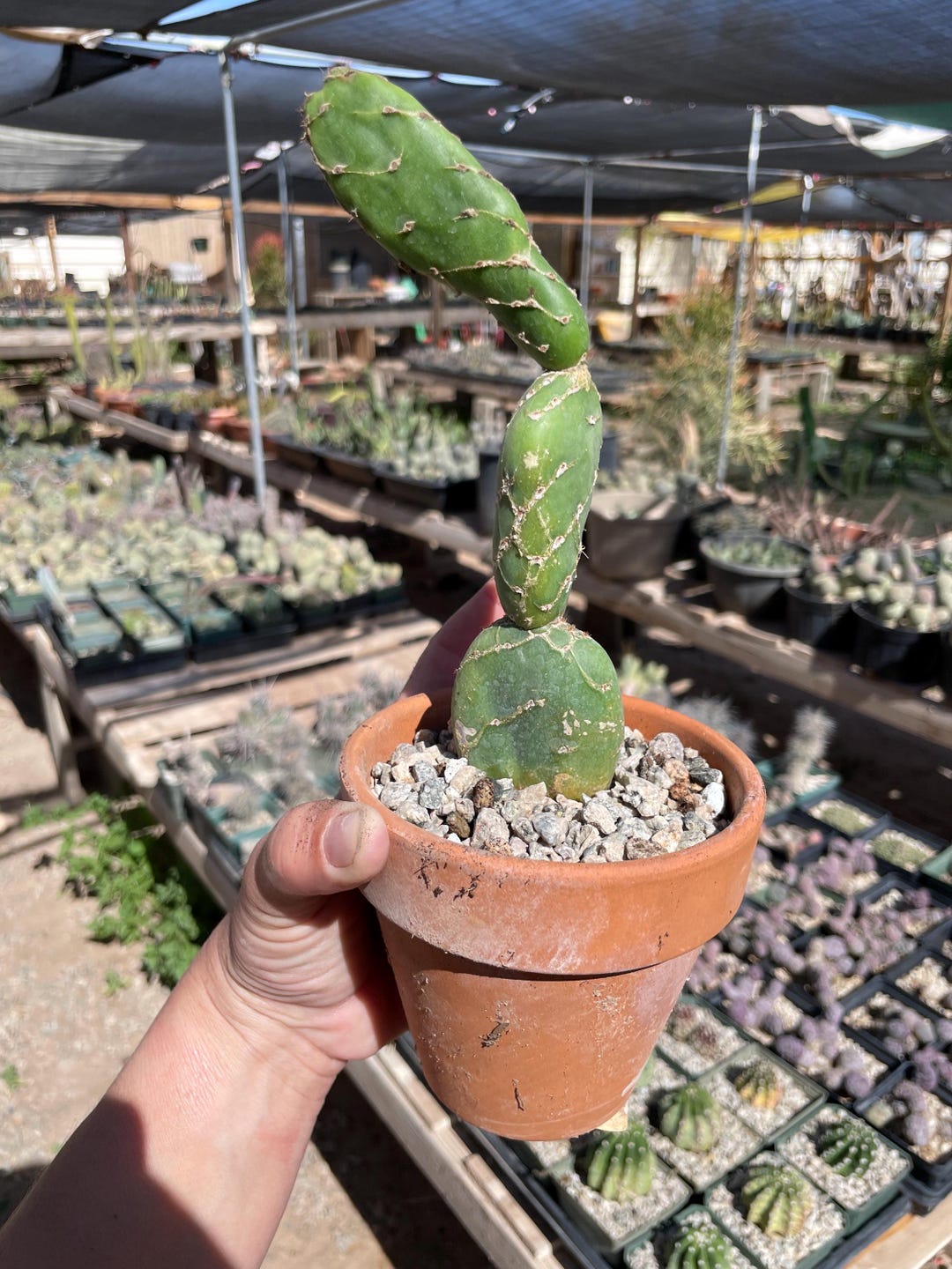 Opuntia Zebrina Reticulata Cobra Cactus - Etsy