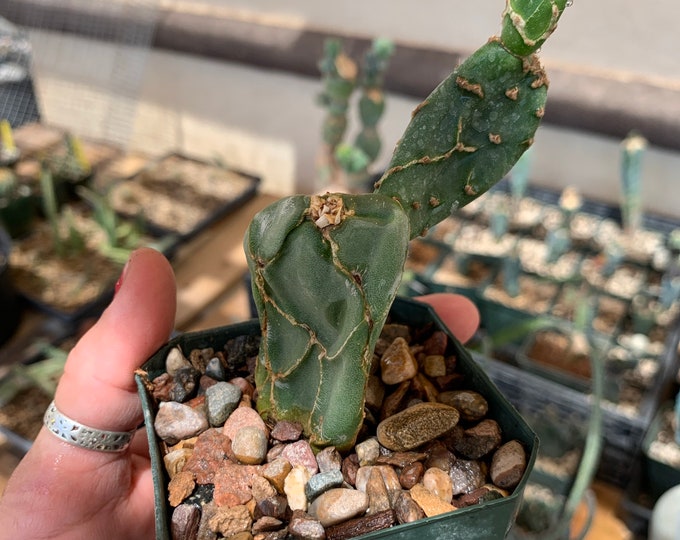 Opuntia Zebrina Reticulata Cobra Cactus - Etsy