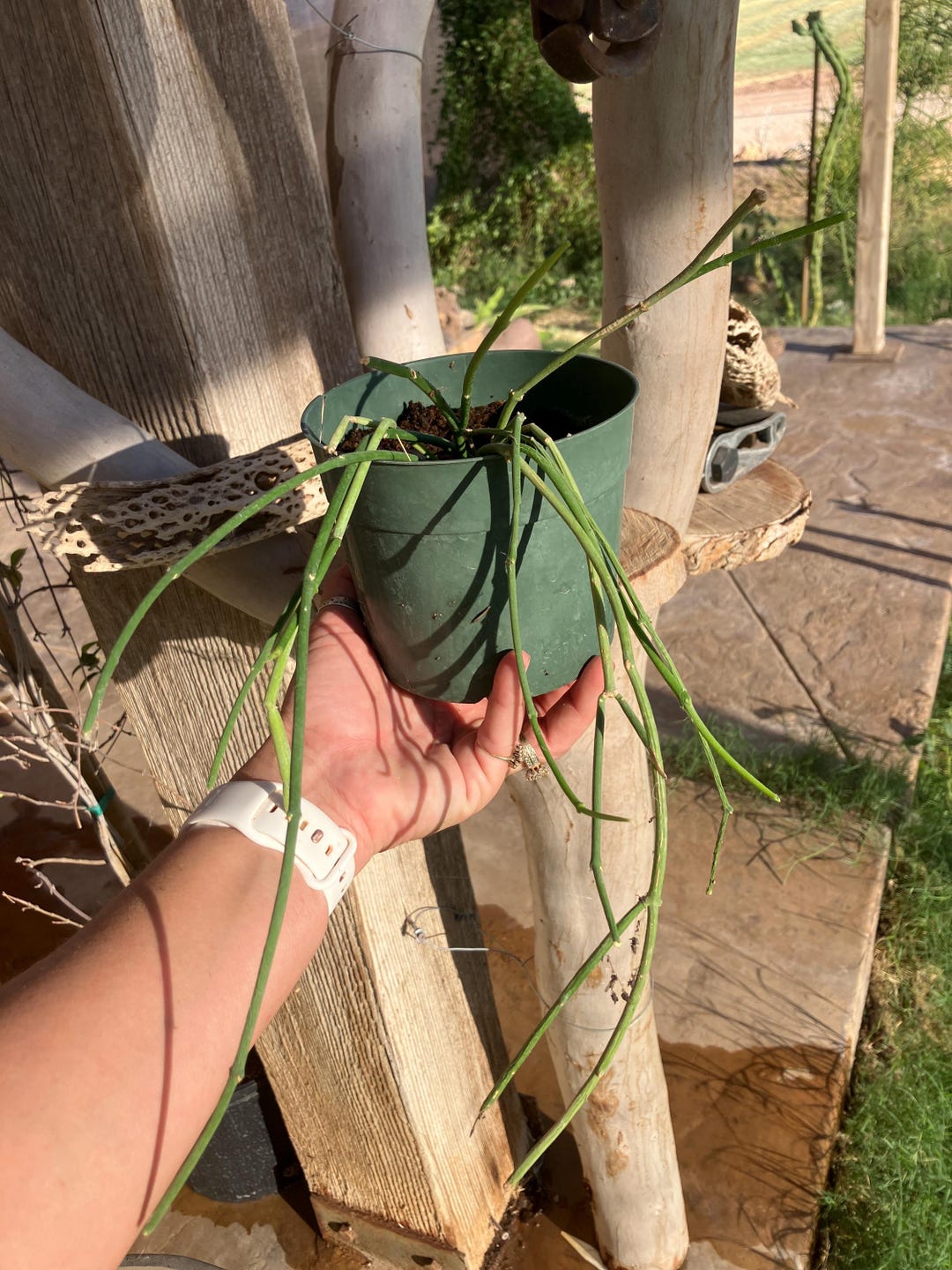 Sarcostemma Viminale – Rare Rooted Trailing Succulent - Etsy