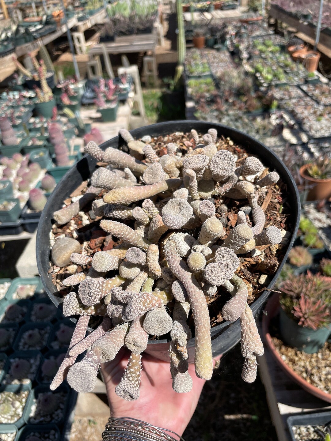 Puna Clavarioides- Maihueniopsis Clavarioides - Etsy