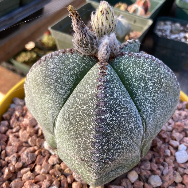 Astrophytum Seeds - Etsy