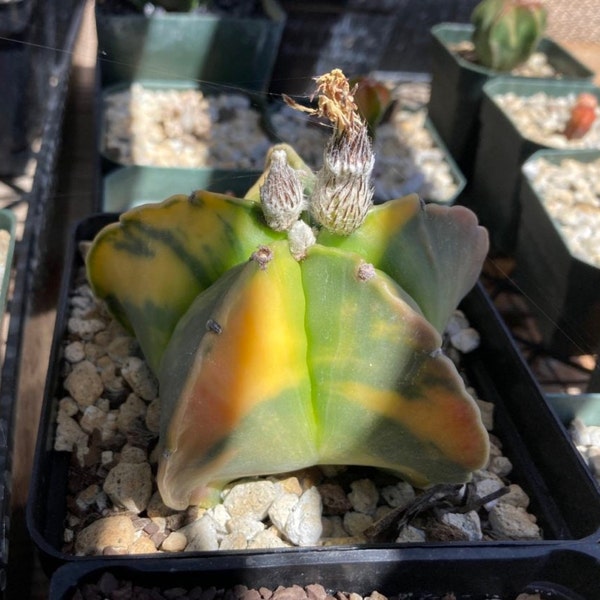 Variegated Astrophytum - Etsy