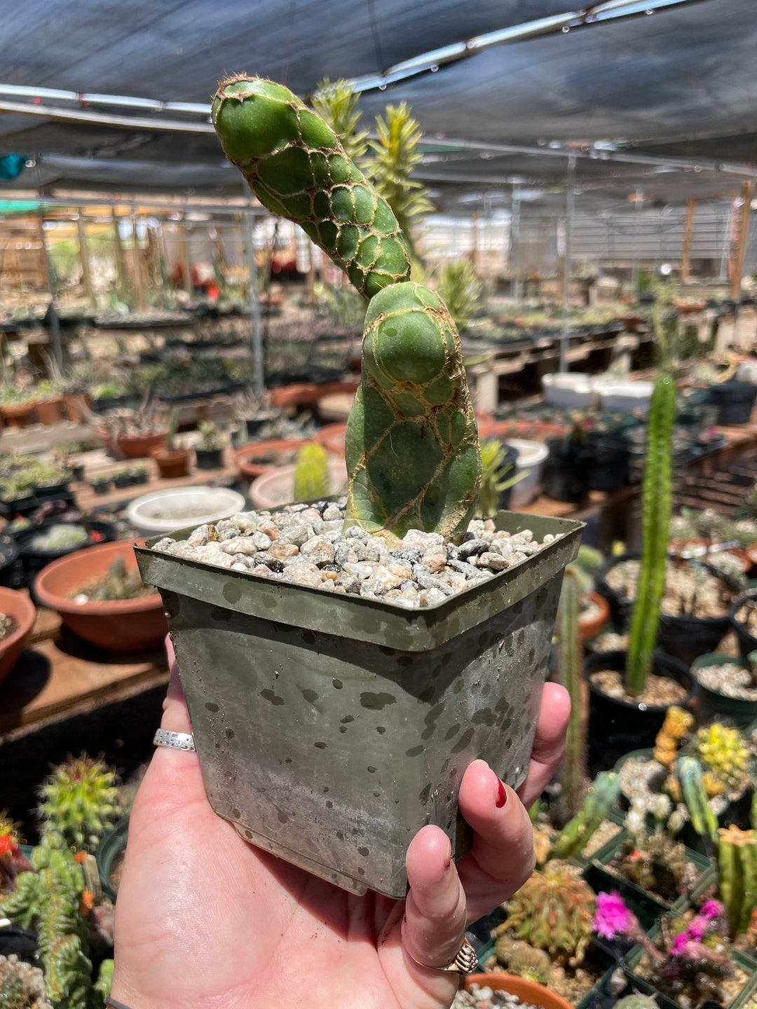 Opuntia Zebrina Reticulata Cobra Cactus - Etsy