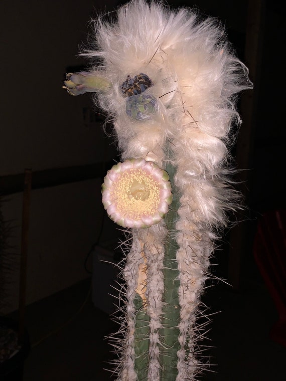Pilosocereus Cephalocereus Palmeri Cactus Seeds - Etsy