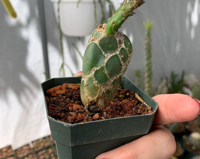 Opuntia Zebrina Reticulata - Cobra Cactus Small - Etsy