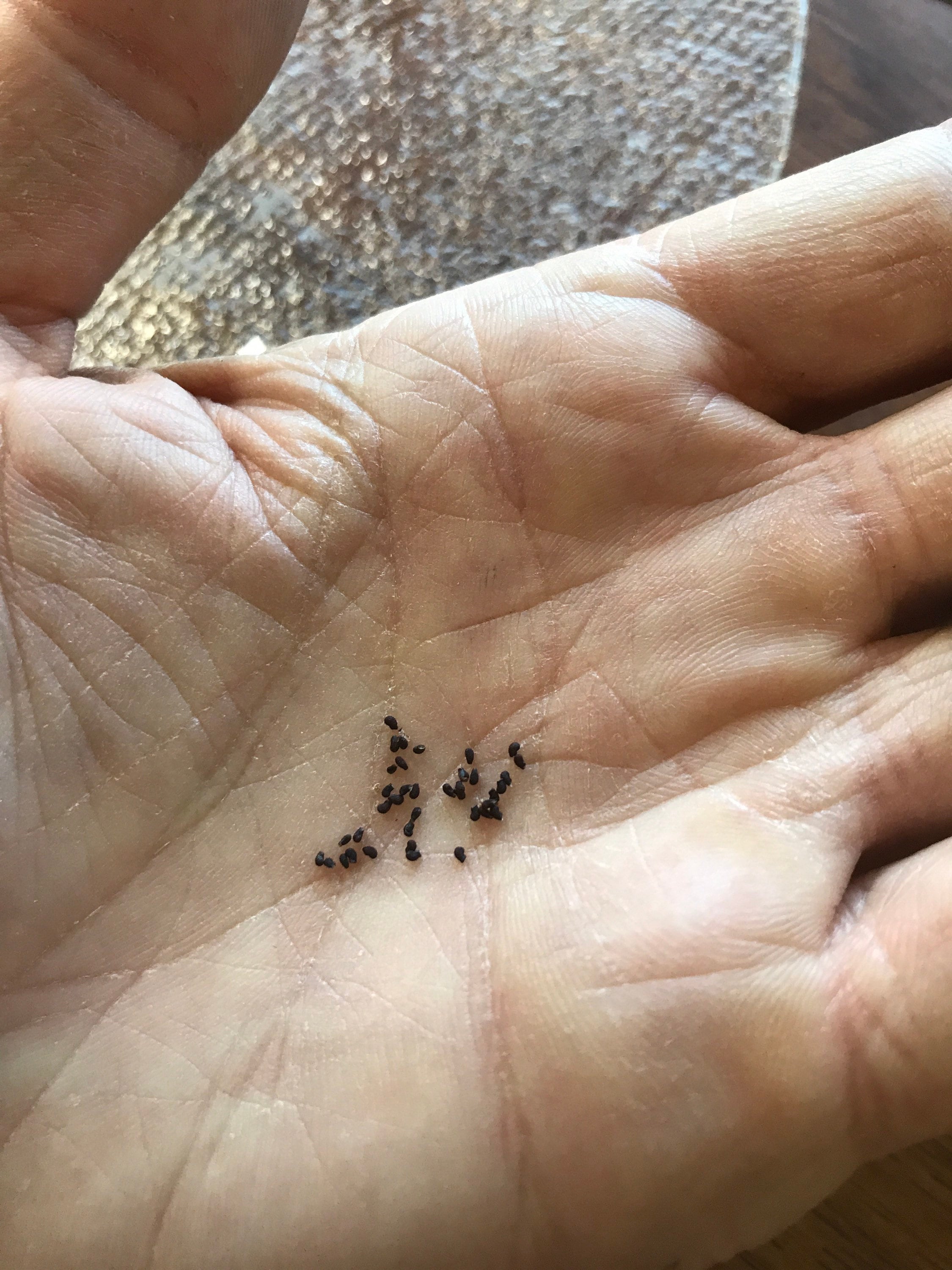 Hildewintera Colademononis Monkey Tail Cactus Seeds Super - Etsy