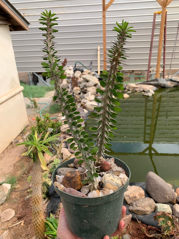 Alluaudia Procera False Ocotillo X2 - Etsy