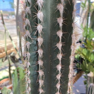 Pilosocereus Cephalocereus Palmeri Cactus Seeds - Etsy