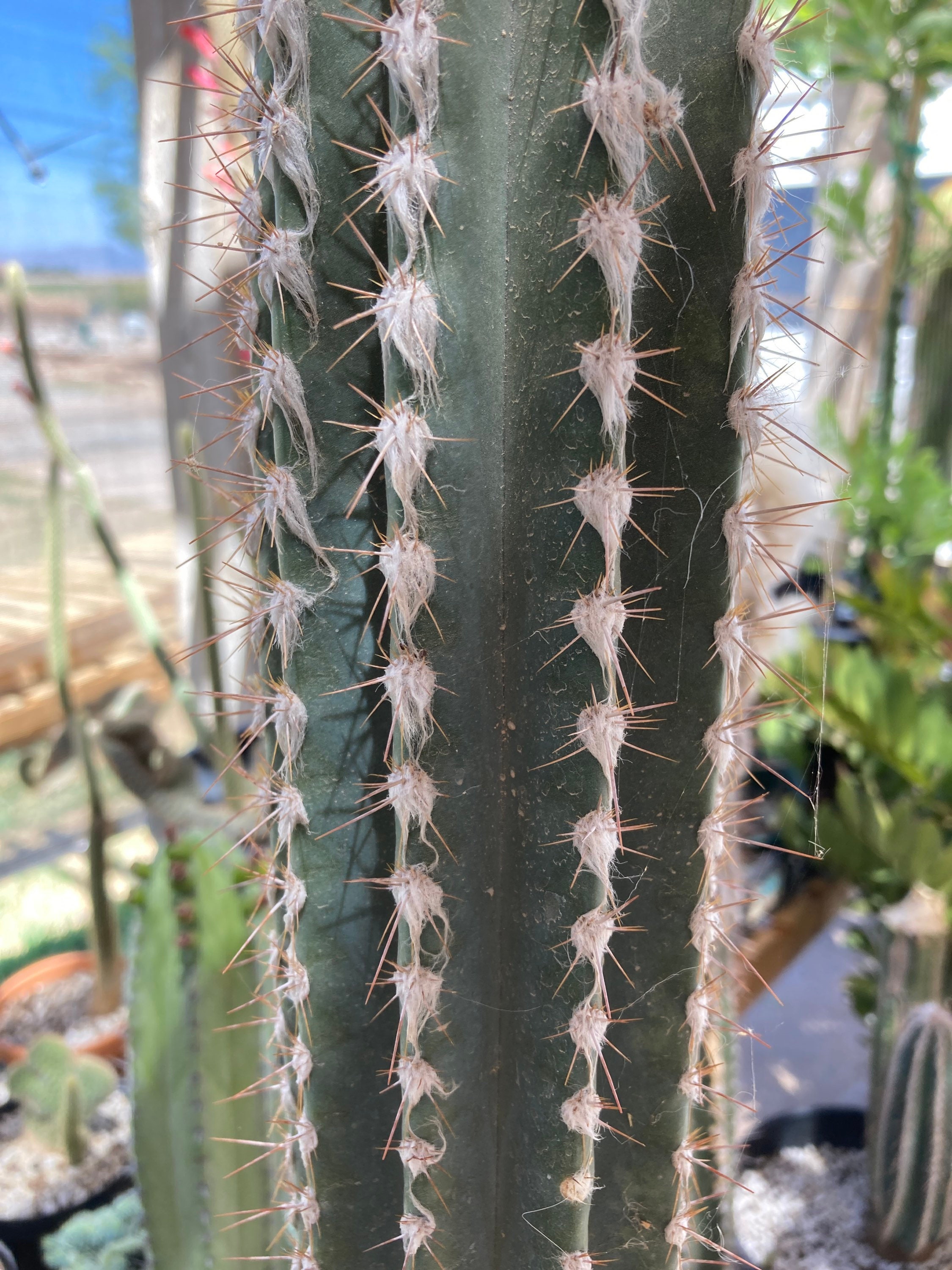 Pilosocereus Cephalocereus Palmeri Cactus Seeds - Etsy