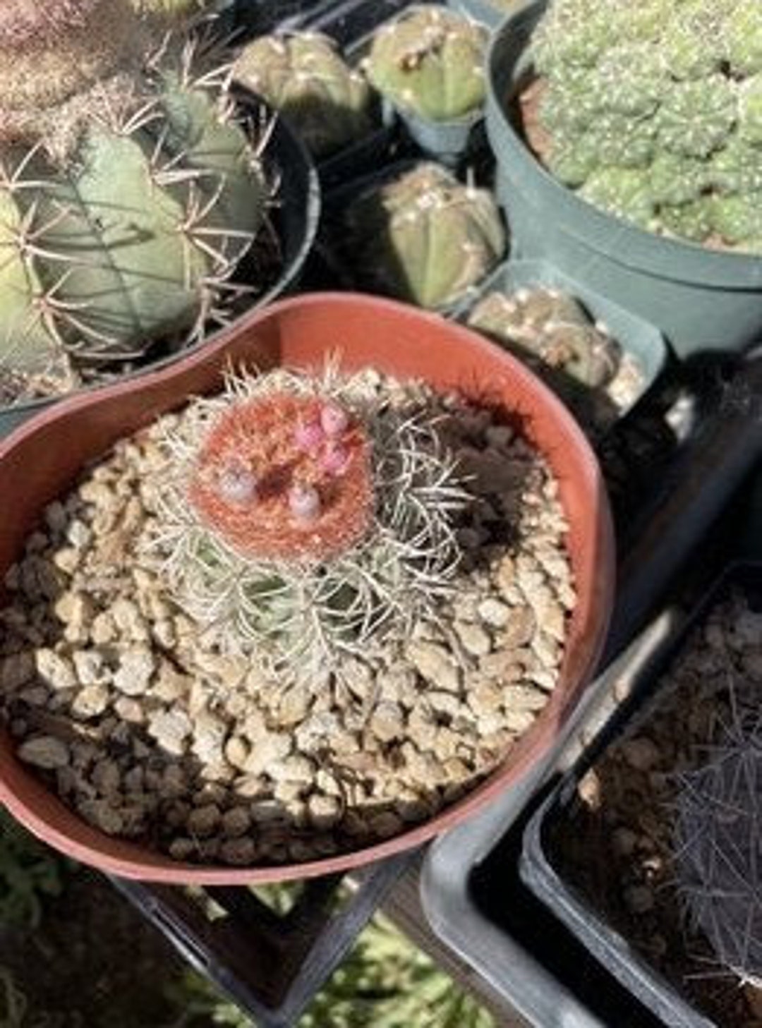 Melocactus Pachycanthus Cactus Seeds - Etsy