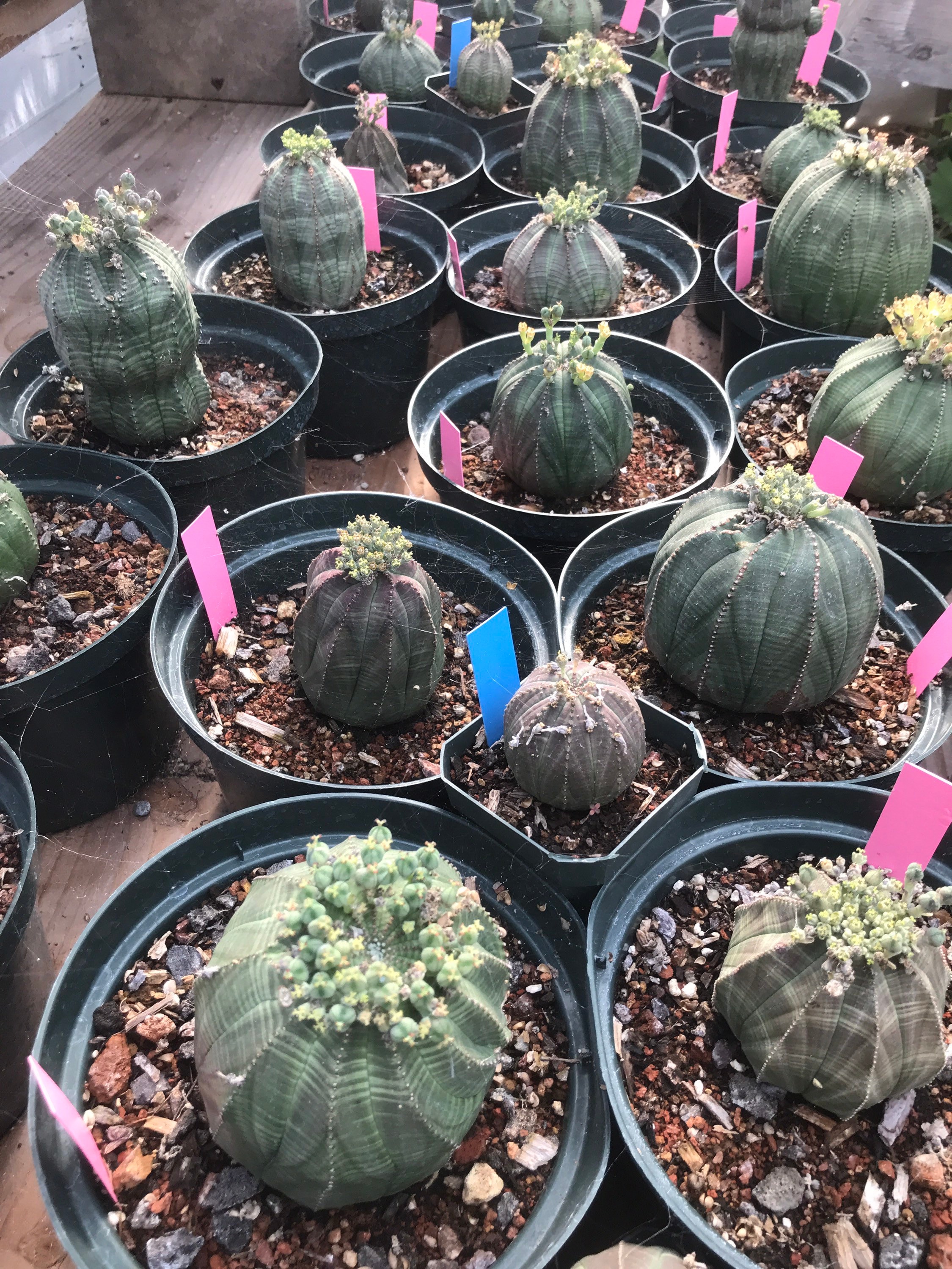 Euphorbia Obesa Cactus Succulent Seeds High Germination Rate - Etsy