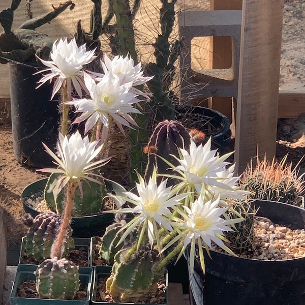 Domino Cactus - Etsy