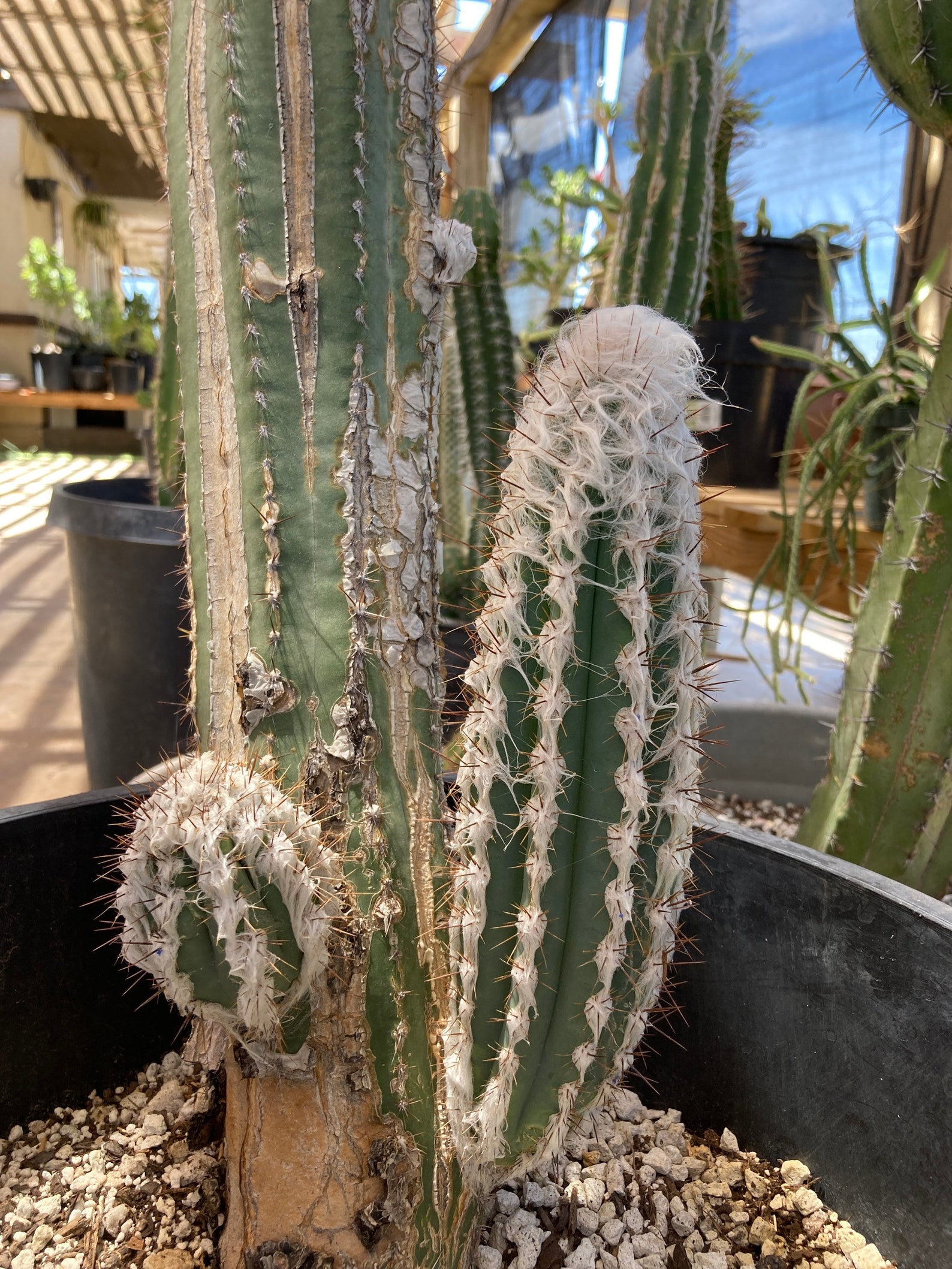 Pilosocereus Cephalocereus Palmeri Cactus Seeds - Etsy