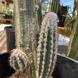 Pilosocereus Cephalocereus Palmeri Cactus Seeds - Etsy