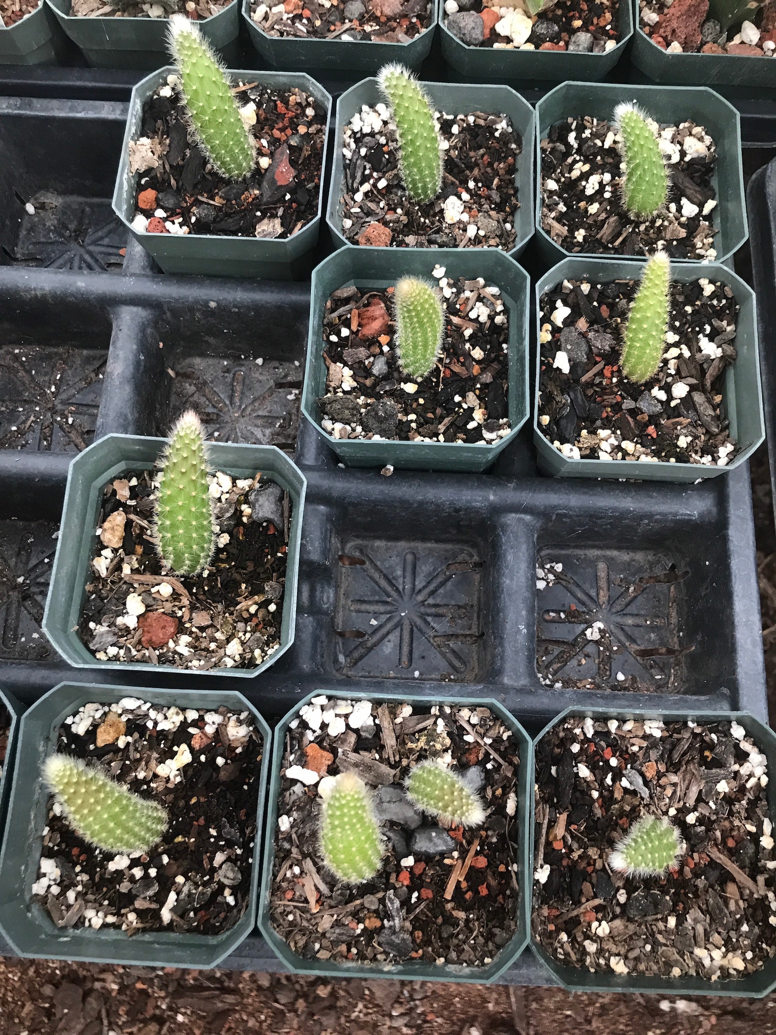 Hildewintera Colademononis Monkey Tail Cactus Seeds Grown - Etsy