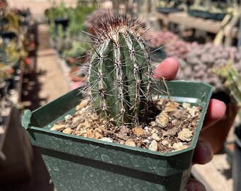 Hildewintera Colademononis Monkey Tail Cactus Seeds Super - Etsy